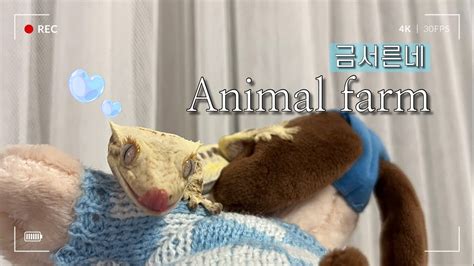 🦎파충류 집사의 Vlogㅣ크레스티드게코 사육방법 및 온도 🌡️ㅣ일상 브이로그에 도마뱀케어 한스푼🥣 Youtube