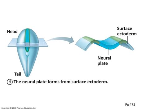 Ppt The Neural Plate Forms From Surface Ectoderm Powerpoint Presentation Id 584876