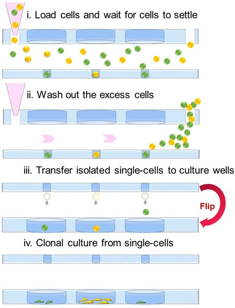 A Microfluidic Platform For High Throughput Single Cell Isolation And