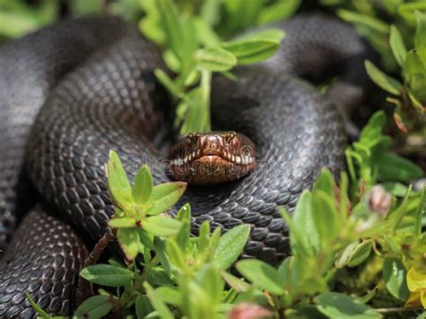 Hembra Casi Melánica Del Viper Europeo Común Imagen De Archivo Imagen De Serbio Hierba 249181031