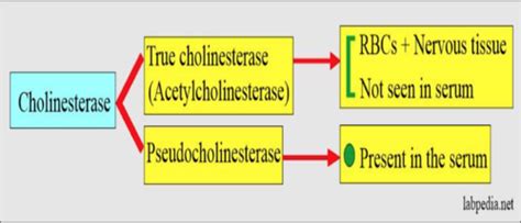 Neuromuscular Blocking Agents Flashcards Quizlet