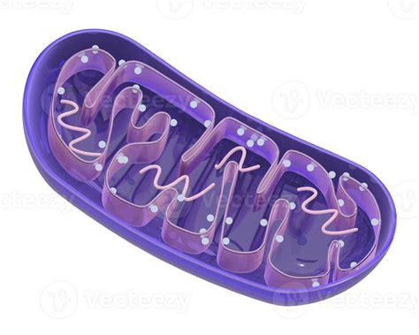 3d Rendered Mitochondria Icon Isolated 35668107 Png