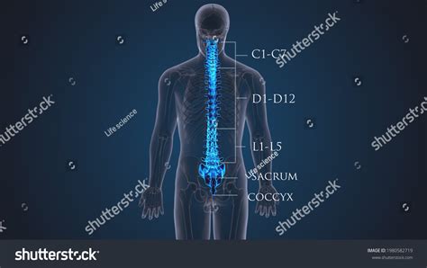 3d Render Human Body Skeleton Backbone Stock Illustration 1980582719 Shutterstock