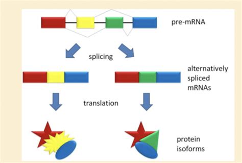 5 Rna Processing In The Nucleus 4 Rna Splicing Alternative Splicing And Mutation Of Splice