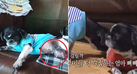 온몸에 ‘암 덩어리 퍼져 걸을 힘도 없지만 새끼 살뜰히 보살피는 엄마 강아지 인사이트