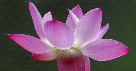 물방울이 맺힌 분홍색 꽃의 클로즈업 사진 Unsplash의 식물 이미지