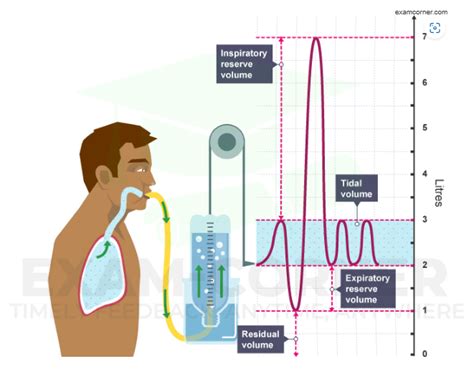 Lung Volumes And Exercise Exam Corner