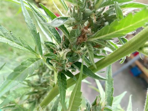 help please tell me this isn t budrott 😣 r cannabisthailand