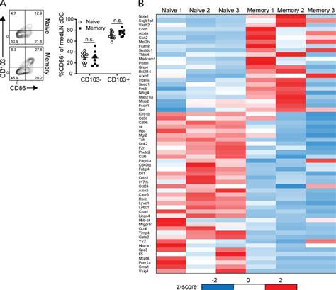Qualitative Analysis Of Cdcs In The Medln Of Memory Compared With Naive Download Scientific