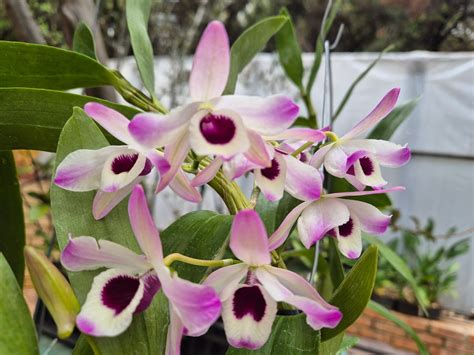 Dendrobium Nobile Mini