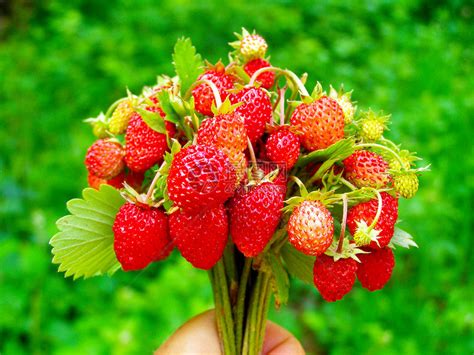 野草莓花束的特写高清图片下载 正版图片503138186 摄图网