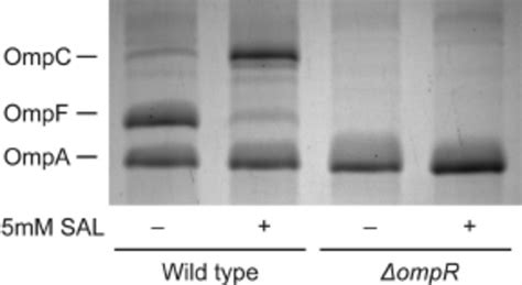 The Levels Of Ompc Ompf And Ompa In The Outer Membrane In The Download Scientific Diagram