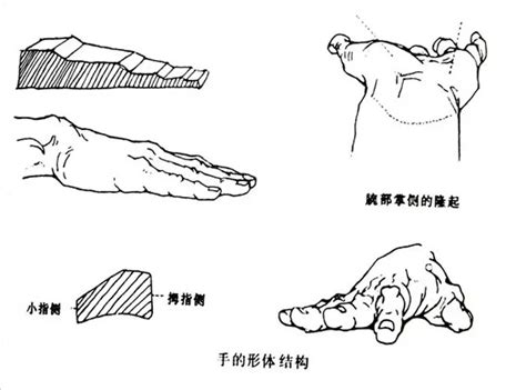 心蔽骨的骨骼图 心蔽骨的准确位置图 蔽骨 大山谷图库
