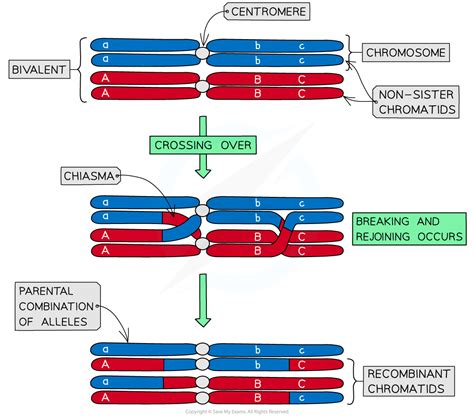 Identifying Recombinants Ib Hl Biology Revision Notes
