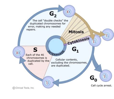 Dna Replication Flashcards Quizlet
