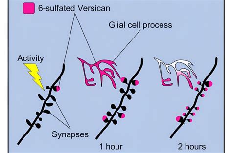 Science X Network On Linkedin Neurons Are Important But They Are Not Everything Indeed It Is…