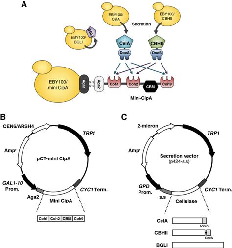 Design Of A Minicellulosome Structure On The Yeast Surface A