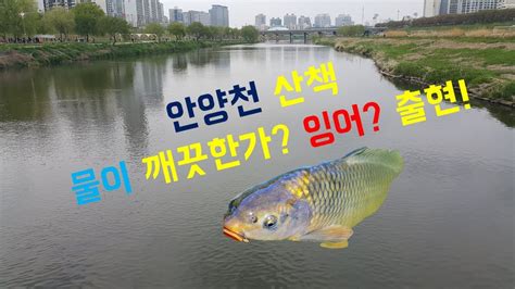 안양천 물고기 잉어가 맞나요 Youtube