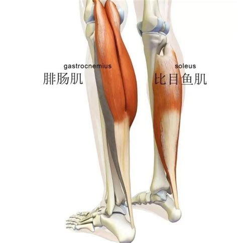 🧘♀️比目鱼肌：小腿的隐秘英雄💪
