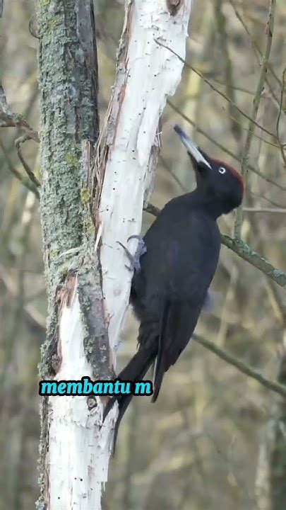 Burung Pemahat Kayu Terbaik Shotsvideo Faktaunik Shorts Youtube