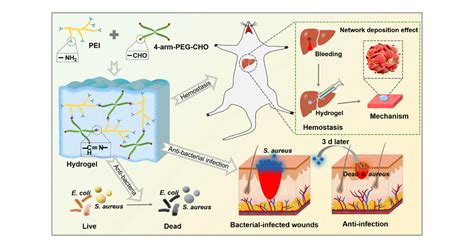 Injectable Self Healing First Aid Tissue Adhesives With Outstanding