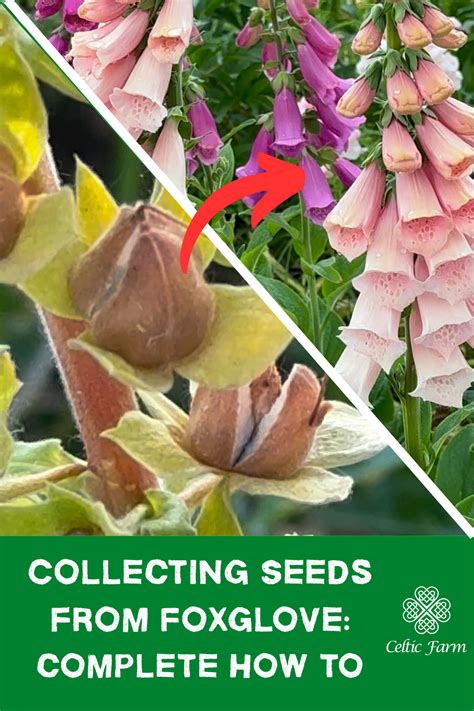 How To Collect Foxglove Seeds Safely And Easily 🌸 Seed Saving Seeds
