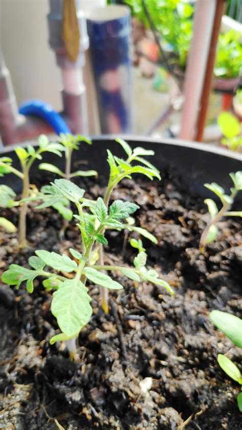 Young Tomato Plants Growing