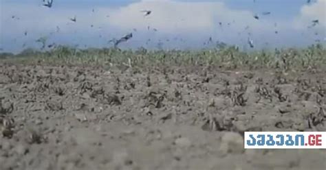 კალიების შემოსევა კახეთში Ambebi Ge