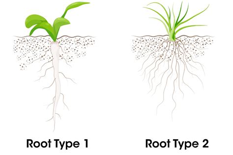 Premium Vector Two Type Of Root System Taproot And Fibrous