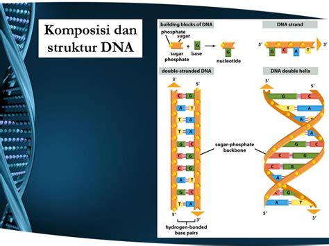 Gambar Struktur Dna Dan Rna Zannetdrive