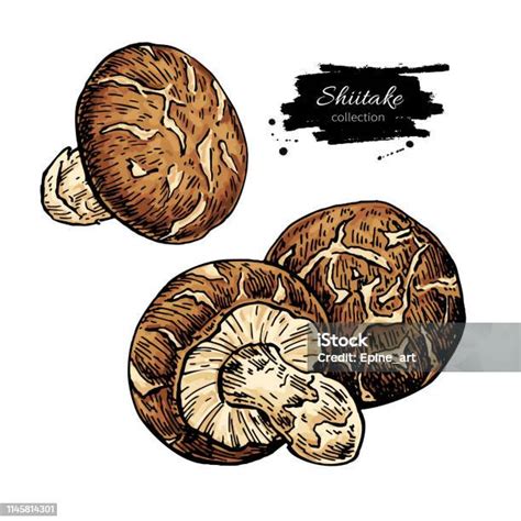 표고버섯 손으로 그린 벡터 일러스트 레이 션 세트입니다 밑그림 음식 그림 균류에 대한 스톡 벡터 아트 및 기타 이미지 균류 버섯 가을 Istock