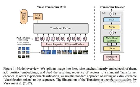 Vision Transformer（vit）pytorch代码详解 知乎