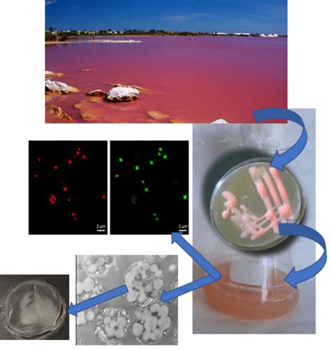 Polymers Free Full Text Analysis Of Polyhydroxyalkanoates Granules