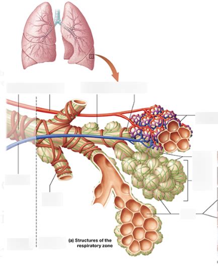 Respiratory Zone Diagram Quizlet