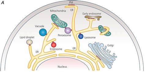 Endoplasmic Reticulum The Lipid And Protein Processing Machinery Of