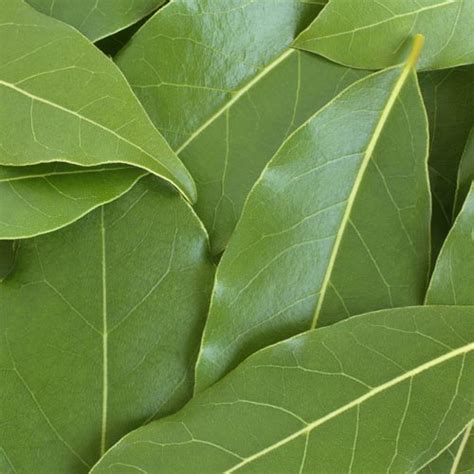 Augaherb Bay Leaf Botanical Extract Augustus Oils Ltd