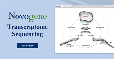 High Throughput RNA Seq Unveil Transcriptome Mystery At Novogene RNA Seq Blog