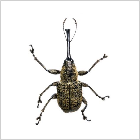 09화 8월 도토리거위벌레와 부처님의 가족