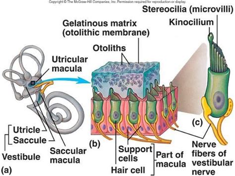 Otolithic Crisis