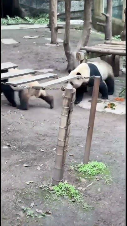 双双和重重又在切磋啦大熊猫双双重重 重庆动物园小九熊猫圈 Youtube