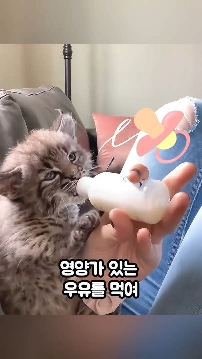 이 가족은 정원에서 길 잃은 아기 살쾡이를 발견한 후 집으로 데려왔습니다 Youtube
