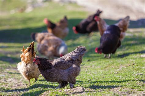 큰 좋은 아름 다운 붉은 갈색 암 탉 밝은 화창한 날에 신선한 잔디 녹색 풀밭에서 야외에서 먹이 배경 흐리게 가금류의 Farming 고기와 계란 개념 치킨 가금류에 대한