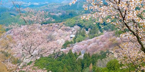 吉野山観光協会公式サイト
