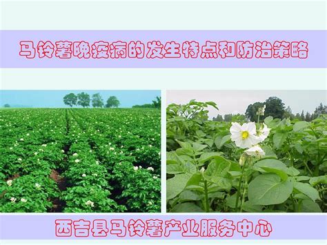 马铃薯晚疫病的防治策略word文档在线阅读与下载免费文档