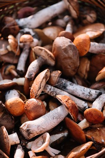 맛 있는 갓 로컬 포리스트에서 야생 버섯을 고른 Bolete Russule 자작나무 Bolete 및 수 양 Bolete 버섯 푸른 잔디에 고리 버들 세공 바구니에 가을에