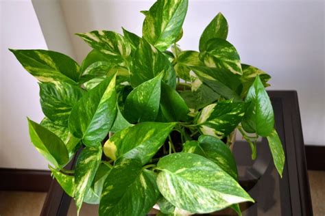How To Plant Grow And Care For Golden Pothos Thegrowingleaf