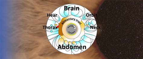 Iris Charts And Maps Iris Patterns