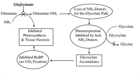 Glufosinate Mode Of Action Download Scientific Diagram