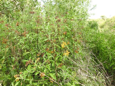 Solanum Argentinum Ecoregistros