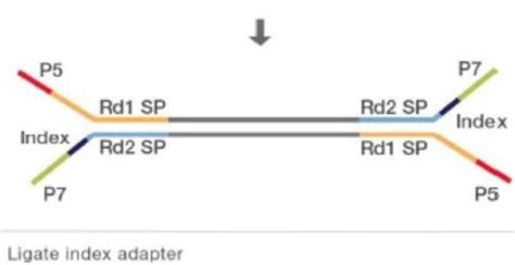 Illumina测序什么时候会测序到接头序列？腾讯新闻